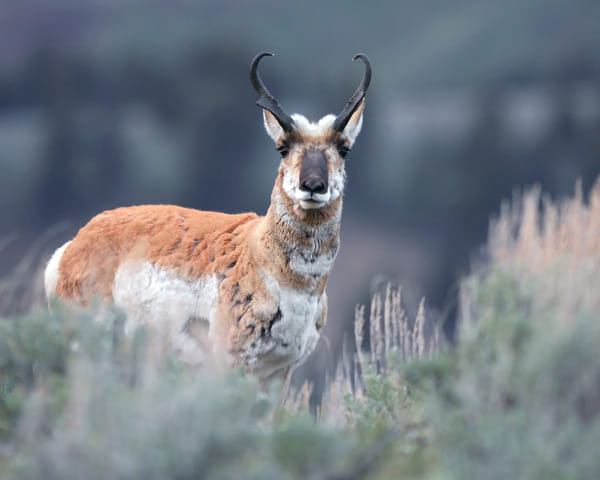 pronghorn antelope by GH / 500px