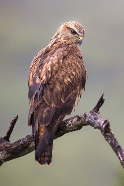 Raptor Portrait by Mario Moreno | 500px
