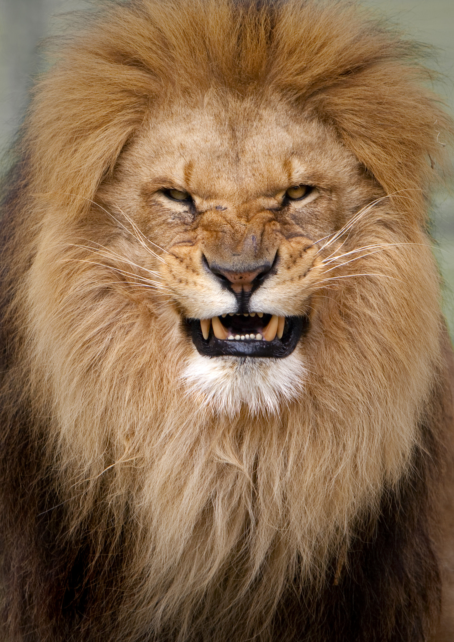 Portraitt of an angry lion by Stuart Berman / 500px