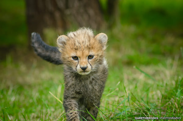 Chester Zoo Cheetah Cub by Gareth Brooks | 500px