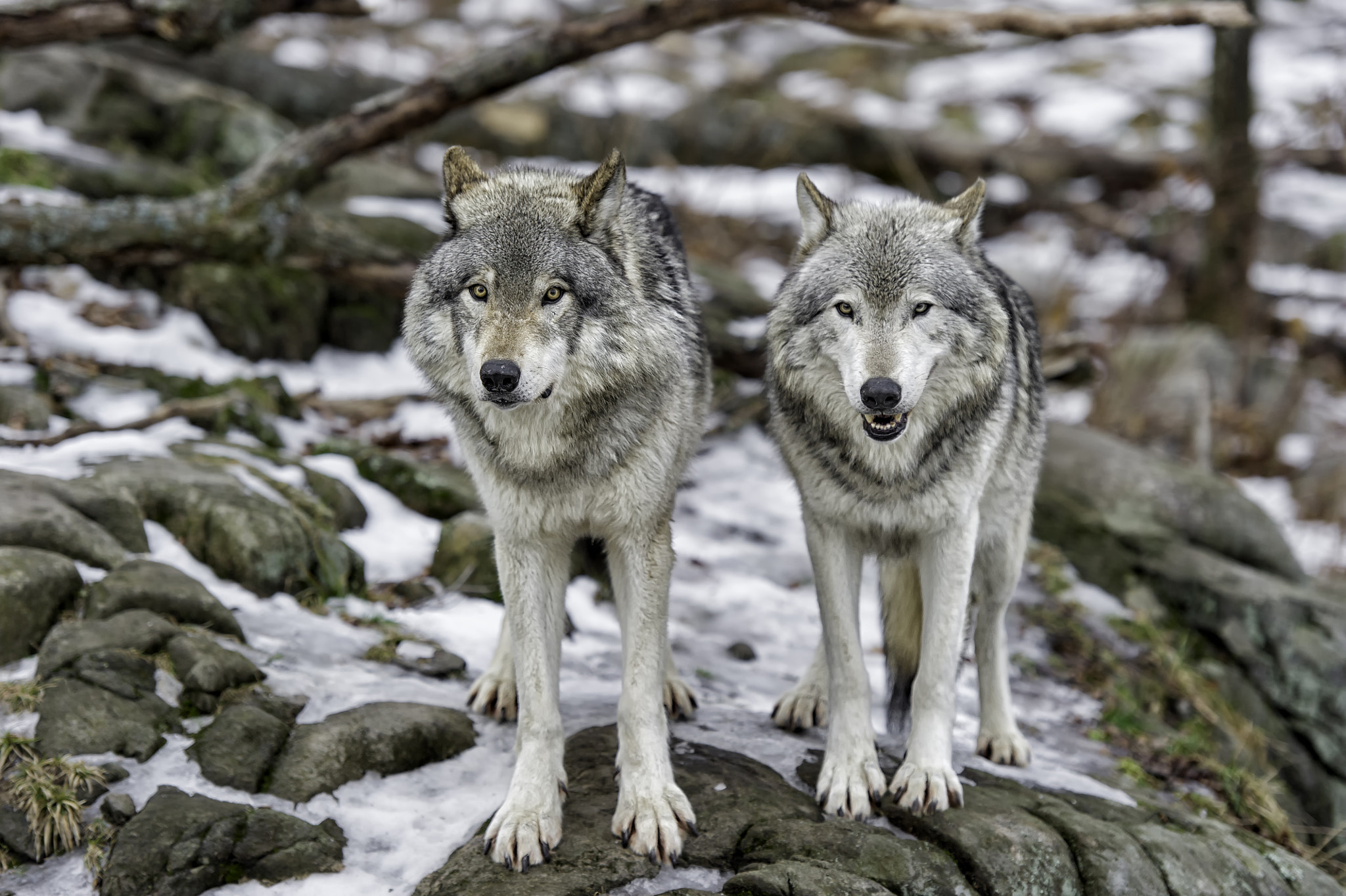 Taking a stand by Daniel Parent / 500px