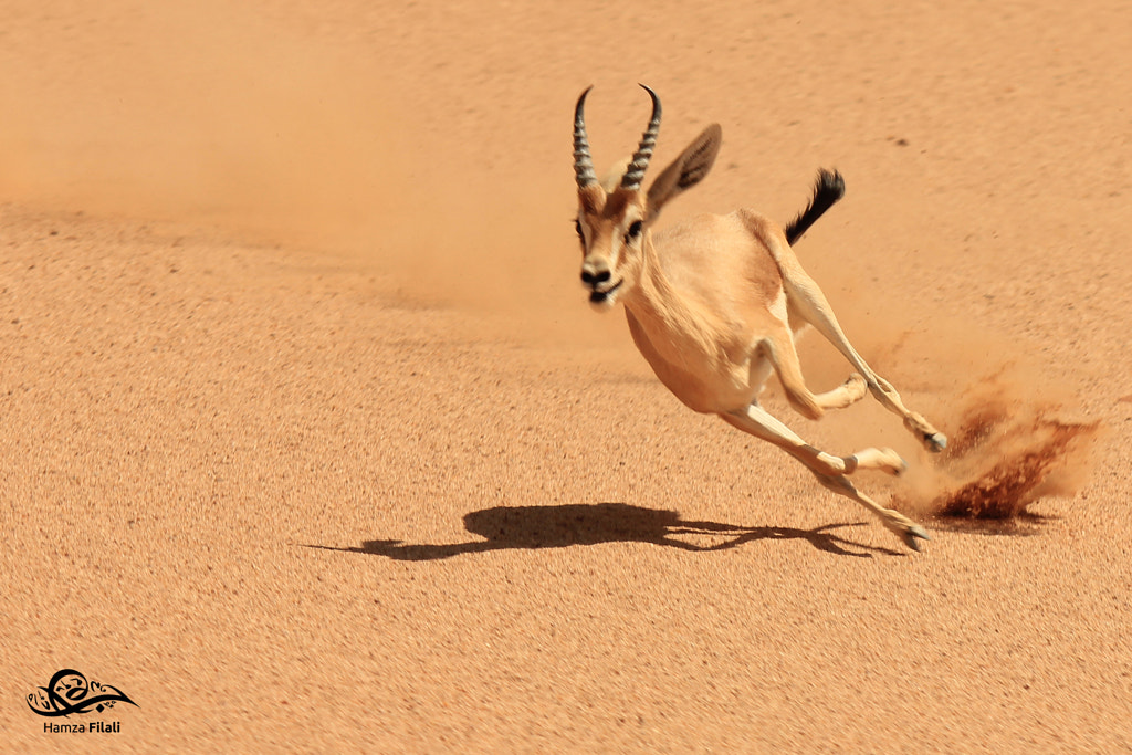 Gazelle Running for its Life by Hamza Filali / 500px