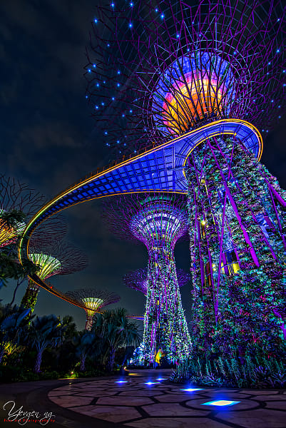 Lighted Tree by Nelson Ng | 500px