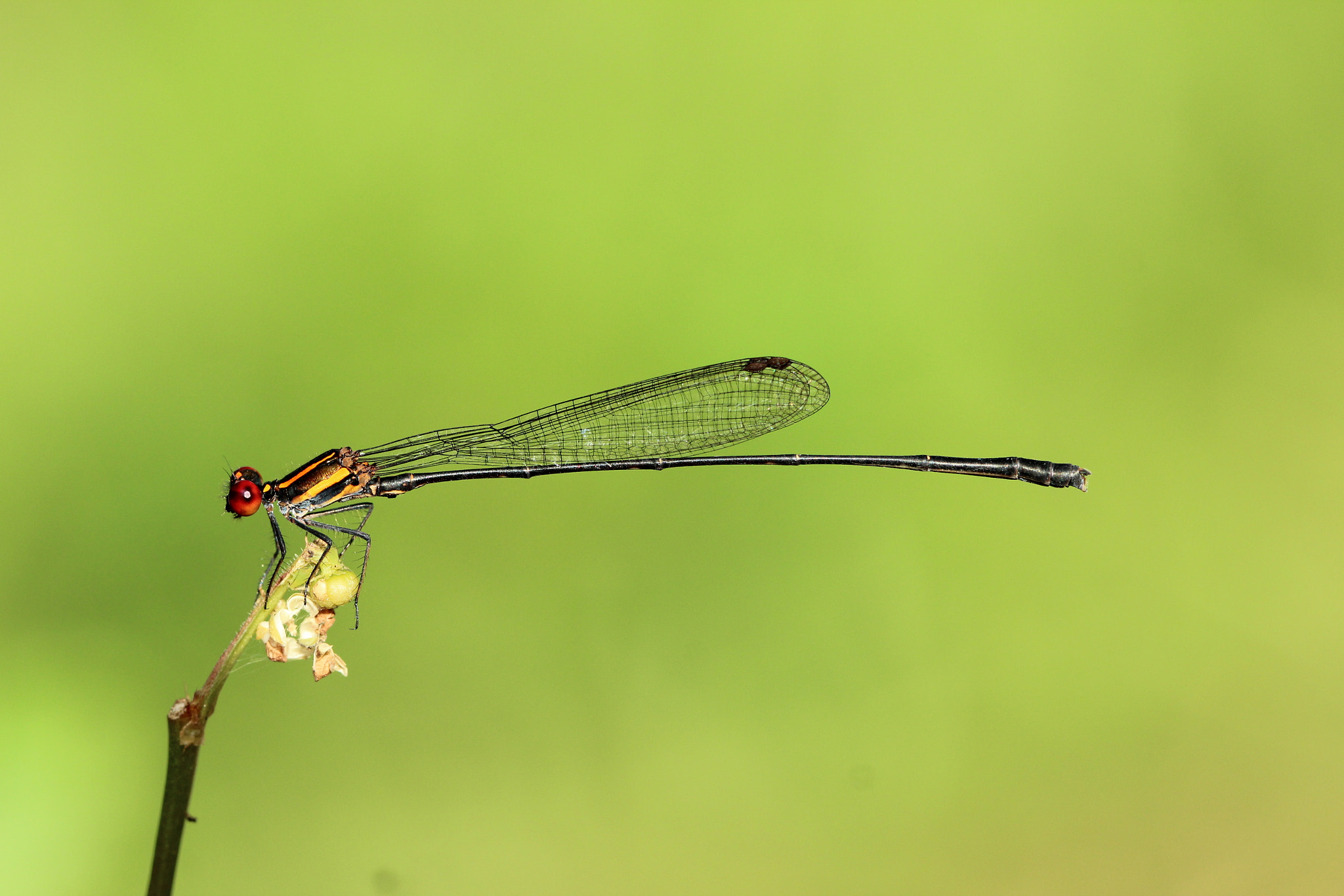 Capung Jarum by Syahid Kesuma / 500px