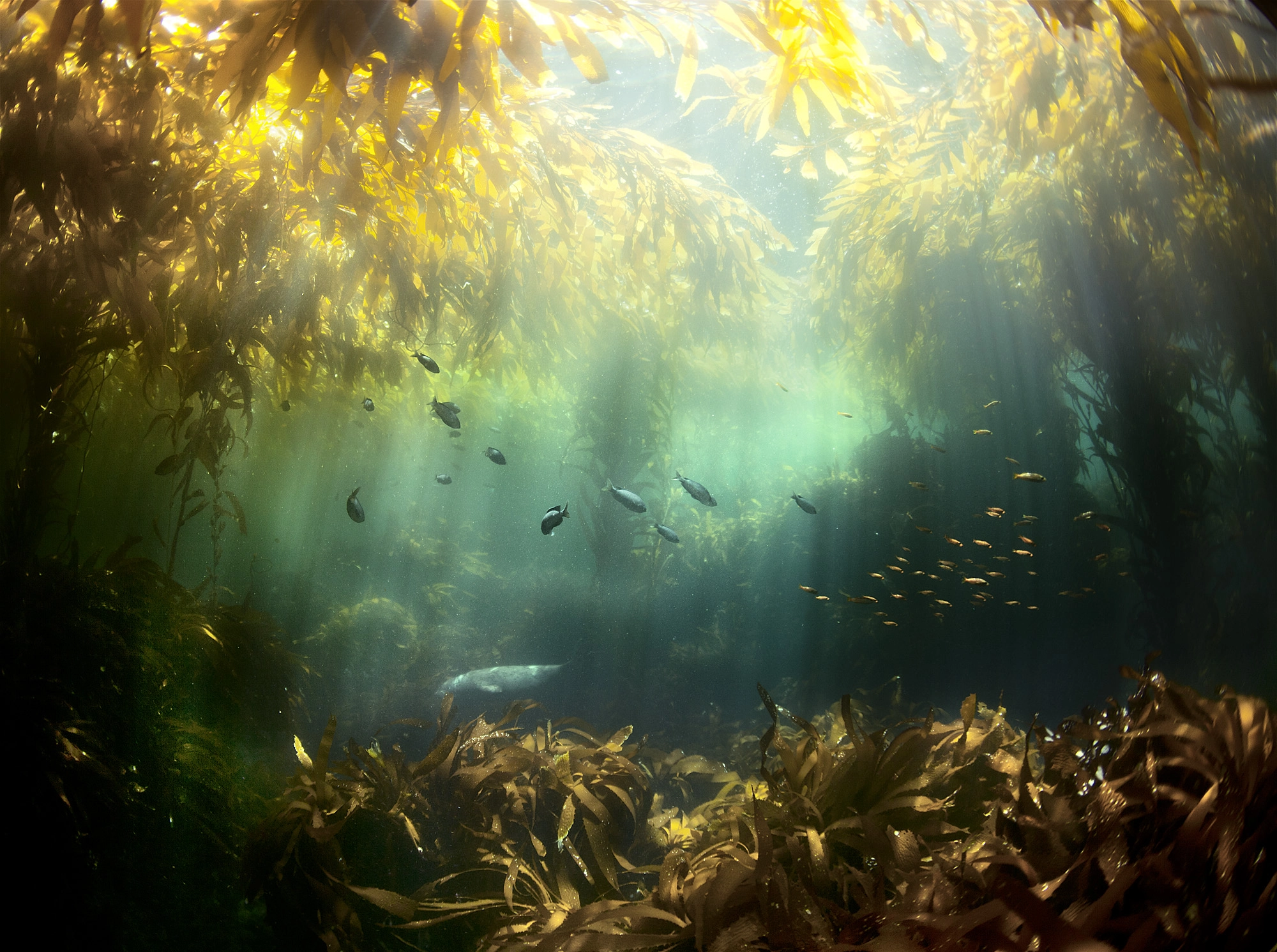Kelp Forest by Cameron D Smith / 500px