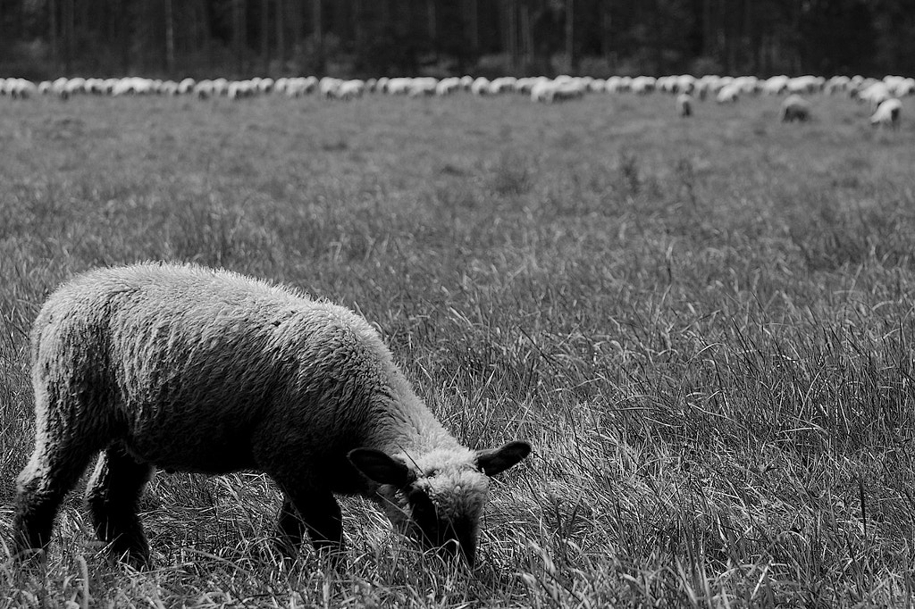 The lost sheep / Das verlorene Schaf by Jörg Arlandt / 500px
