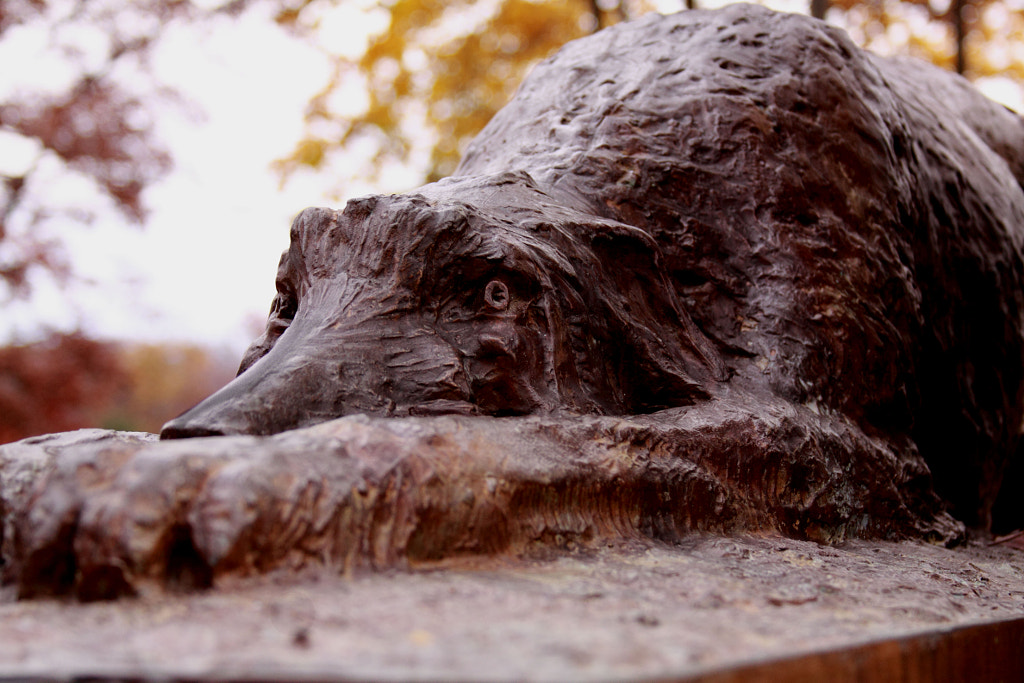 Irish Wolfhound by Dave Whitten / 500px