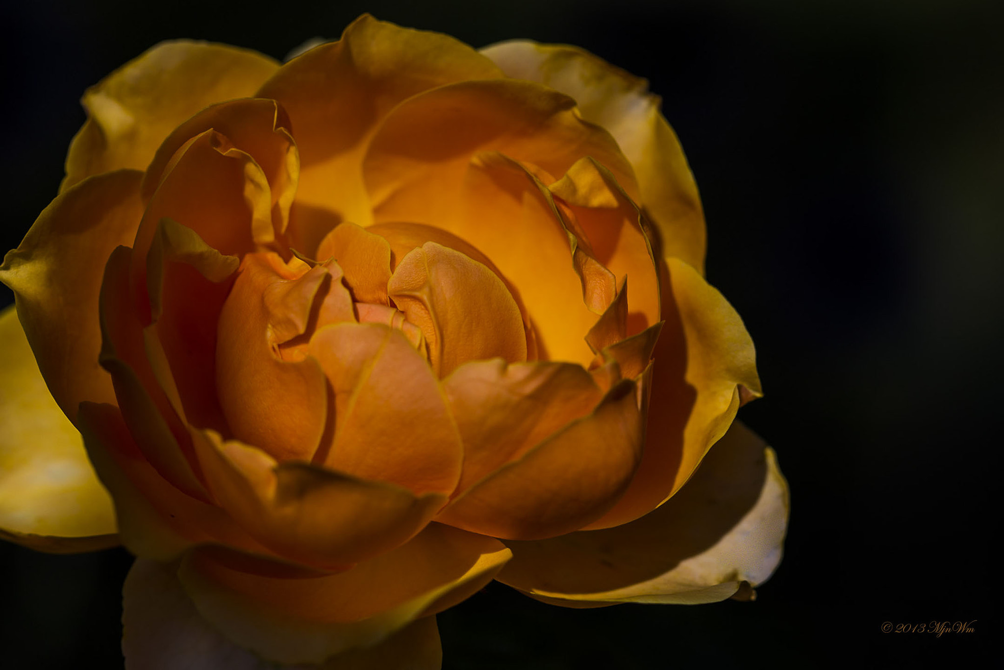 Rose 'Sherlock Holmes' by Michel Jean-Nicolas Weiland-Muller / 500px
