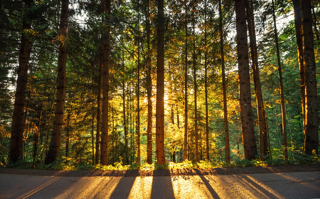 Backlit forest by Andrey Baidak / 500px