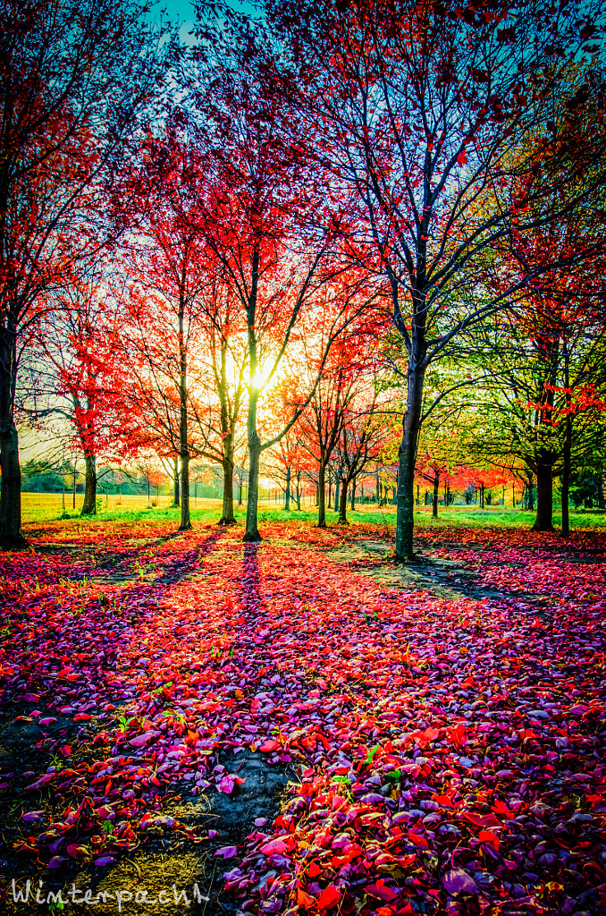 Field of Red by Raf Winterpacht / 500px