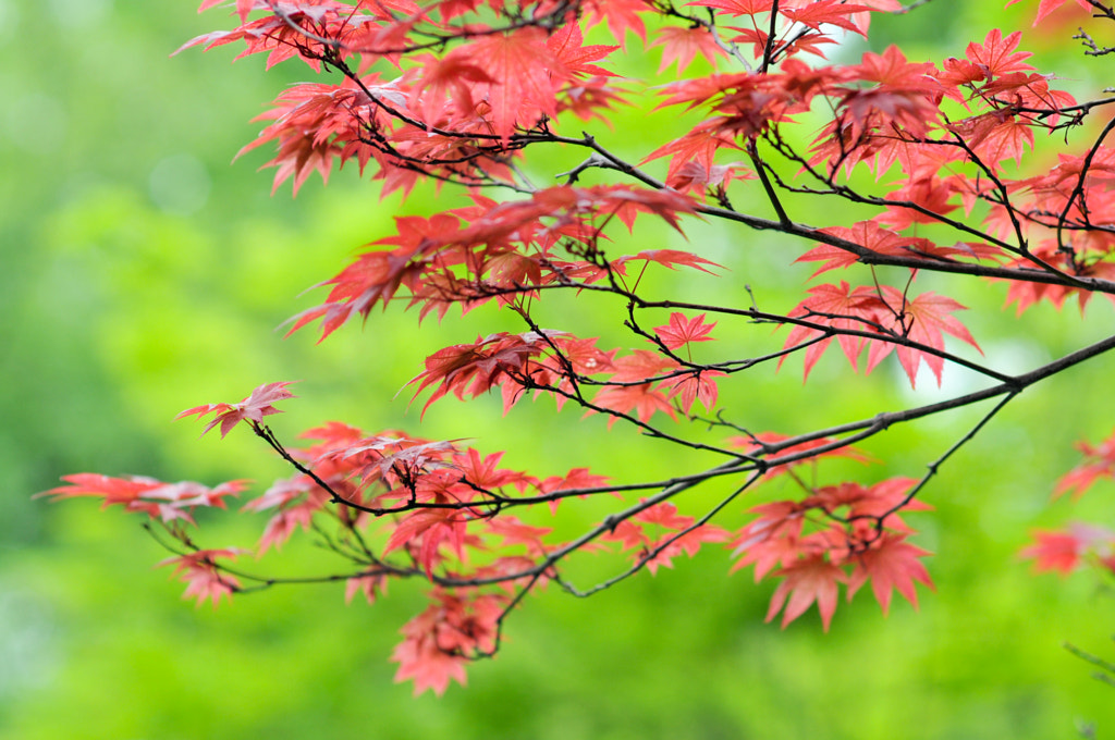 Kyoto Maple Leave by yih puoh chua / 500px