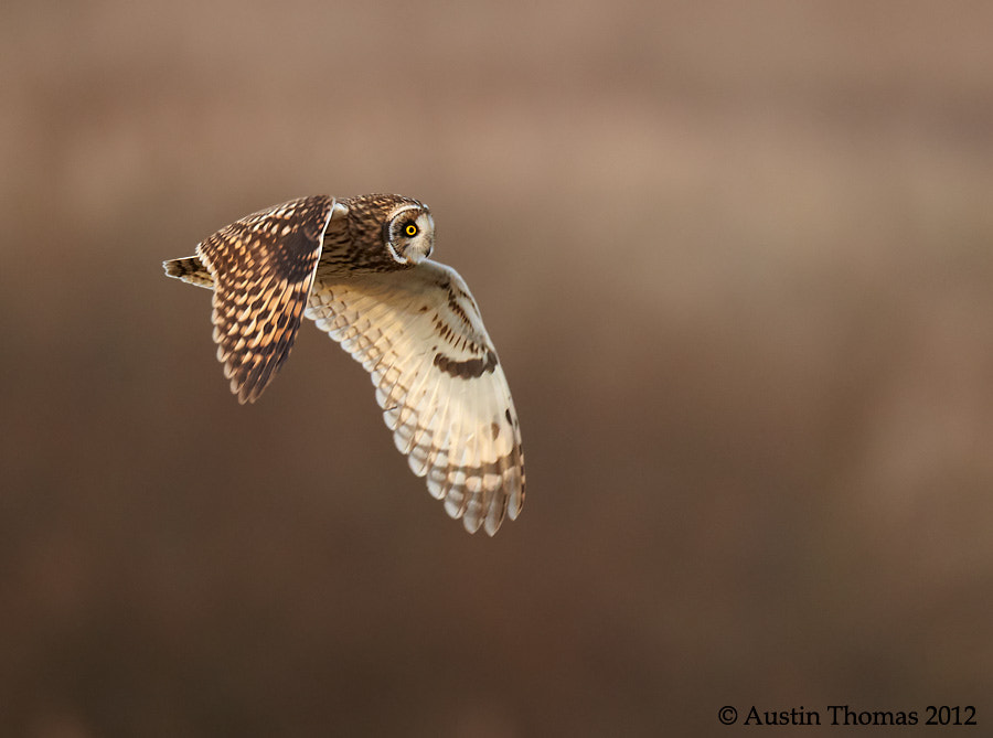 Short Eared Owl - wings down by Austin Thomas / 500px