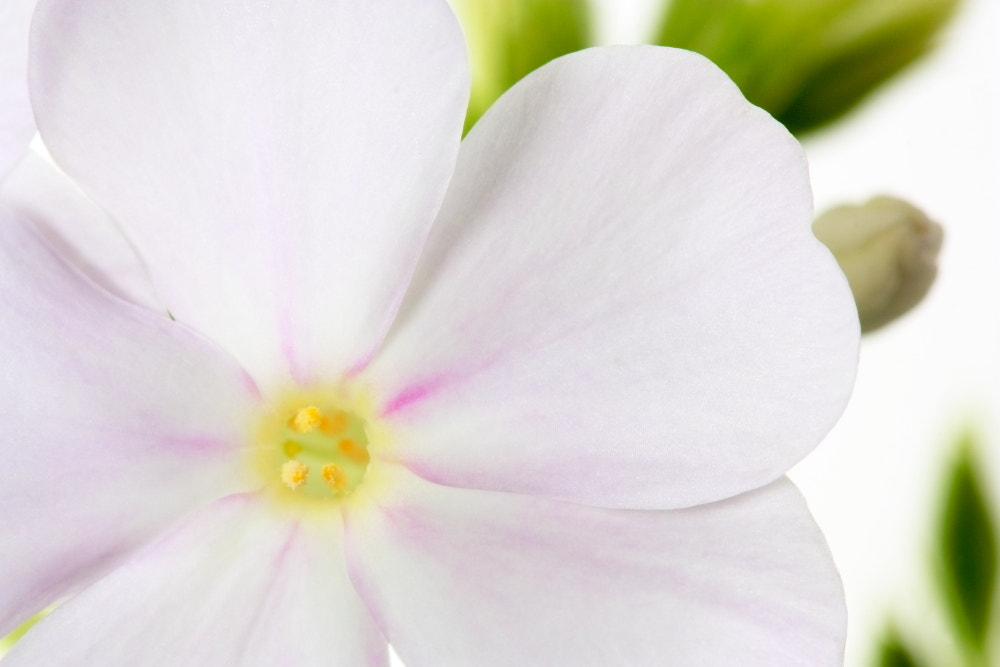 White and Pink Phlox Flower by Jeff Oien / 500px