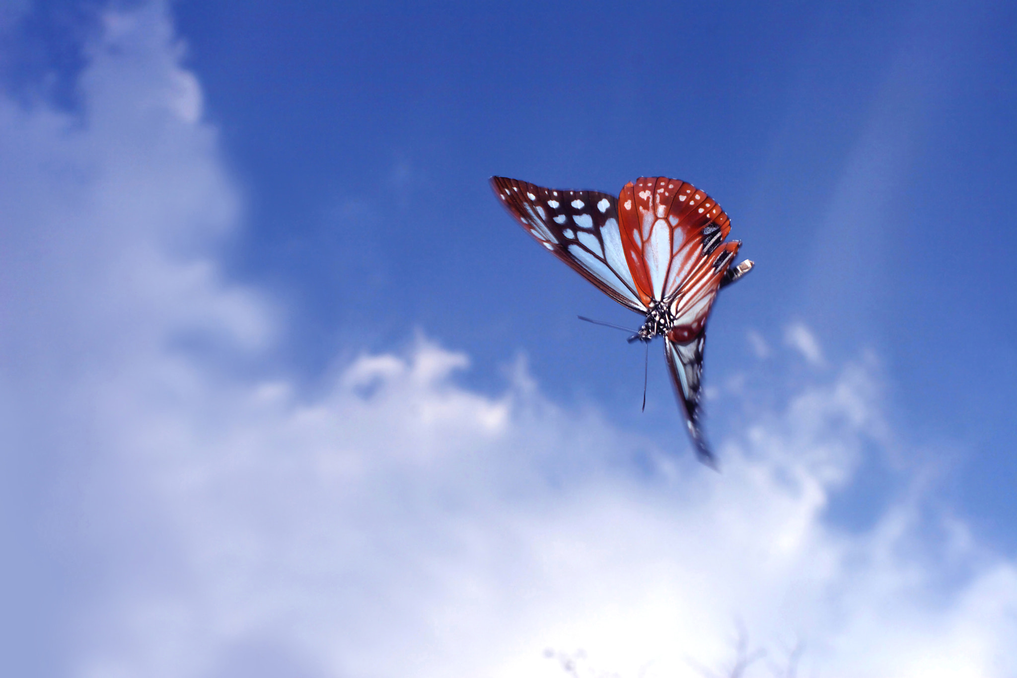 Go into a nosedive by Mahito Syaraku / 500px