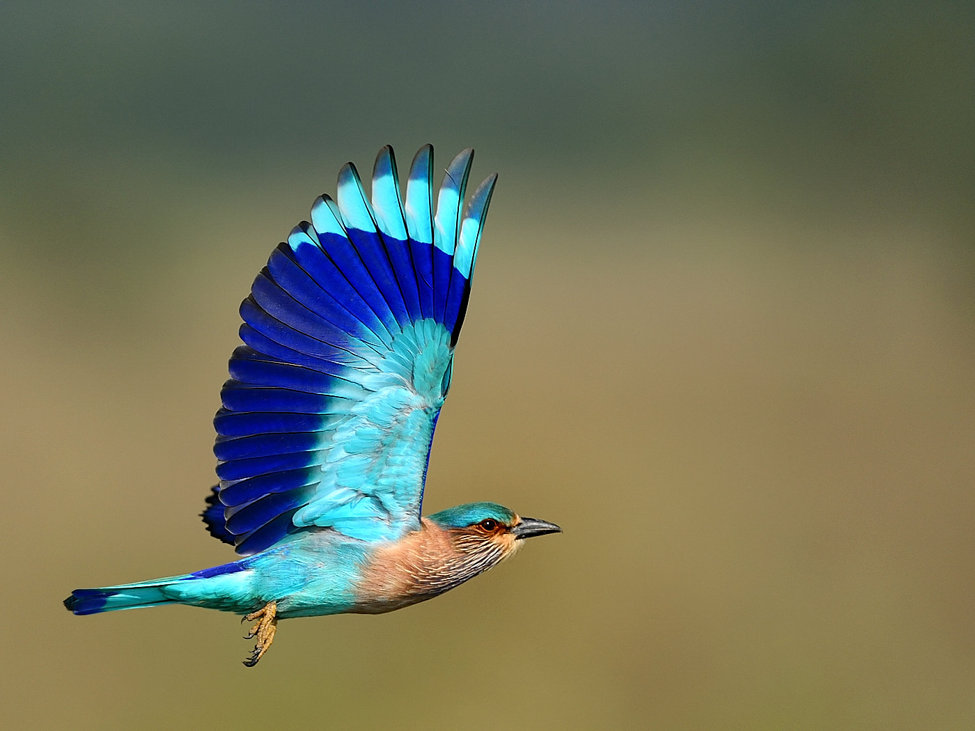 Indian Roller in flight by Prasanna Venkatesh / 500px