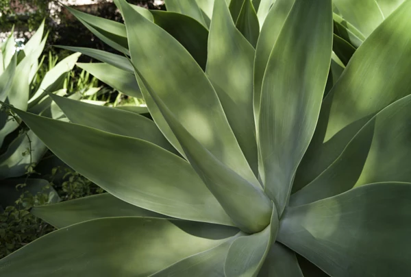 Agave attenuata by Jules Moon | 500px