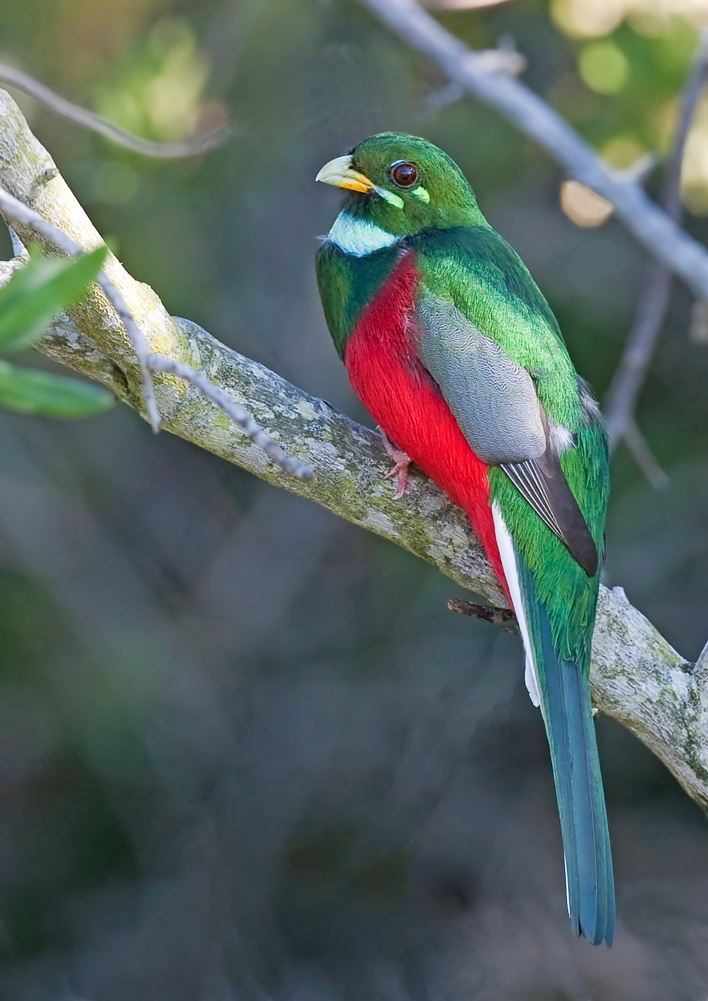 Narina Trogon by Gregg Darling - Photo 4470230 / 500px