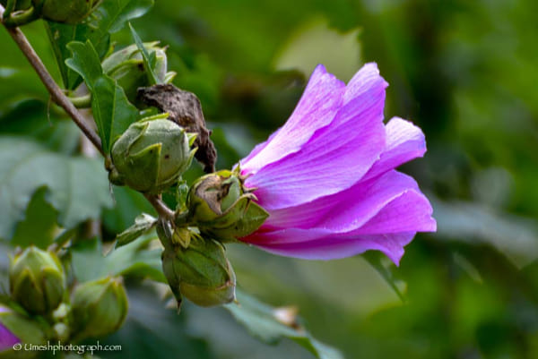 Pink flower by Umesh Photograph | 500px