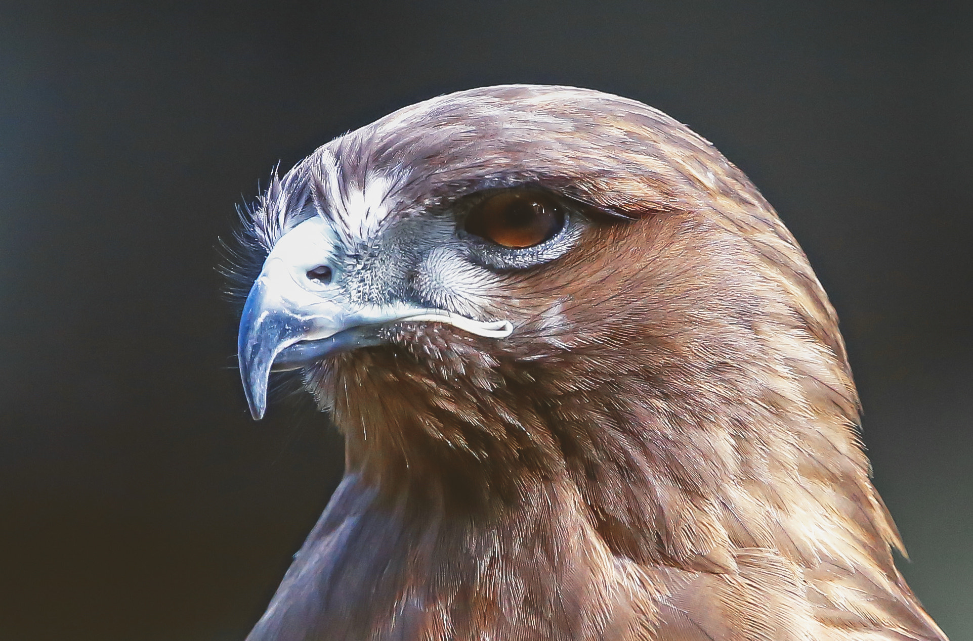 Red hawk headshot by Mohammed El-Gammal - Photo 45006986 / 500px