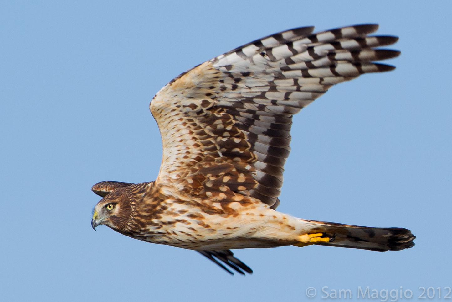 Northern Harrier Hawk by Sam M - Photo 4526642 / 500px