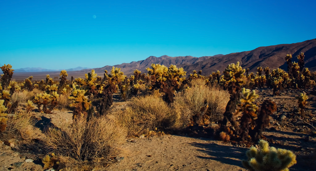Joshua Tree Moon by Toby Dingle / 500px