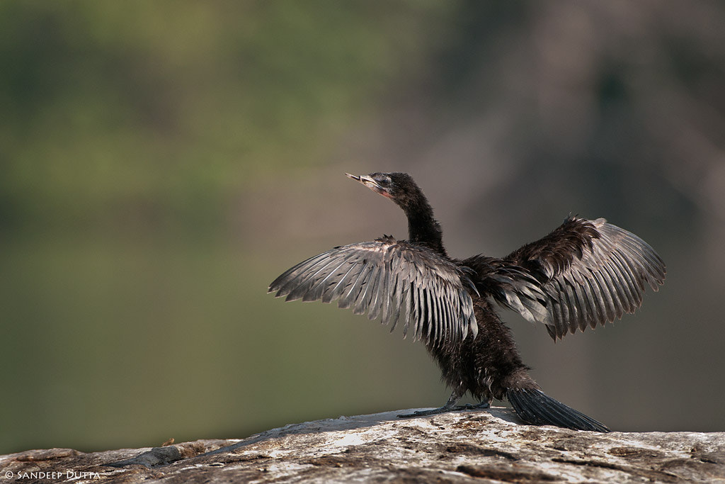 Lesser Cormorant by Sandeep Dutta / 500px