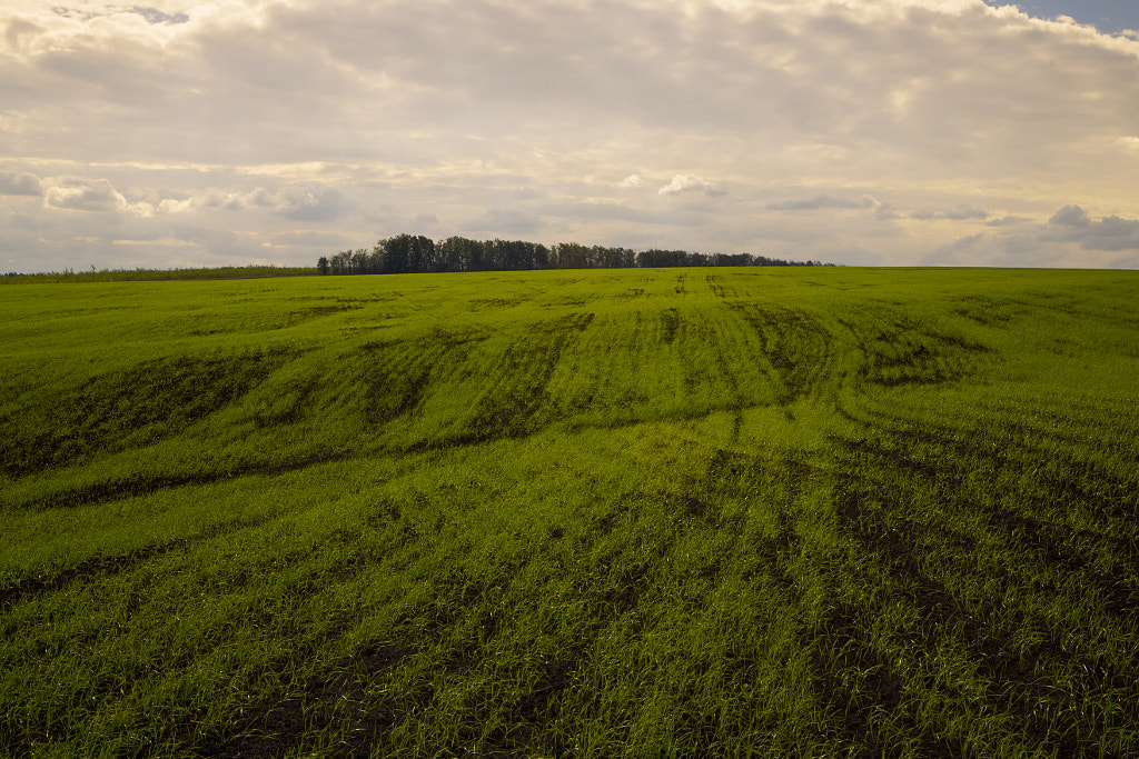 field by Ruslan Grigoriev / 500px