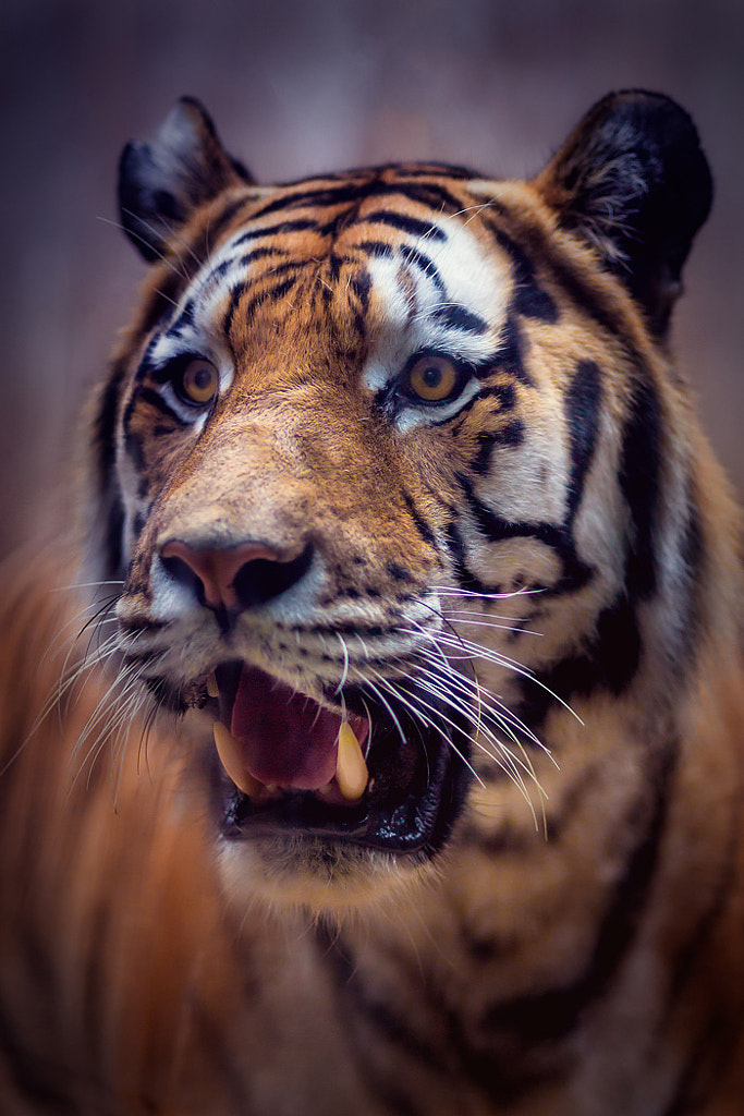 Tiger by Harry Schindler / 500px