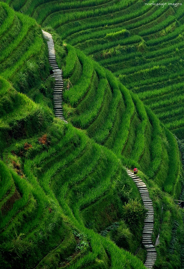 STAIRWAY TO HEAVEN - LONGSHENG , GUILIN COUNTY- CHINA by noel casaje ...
