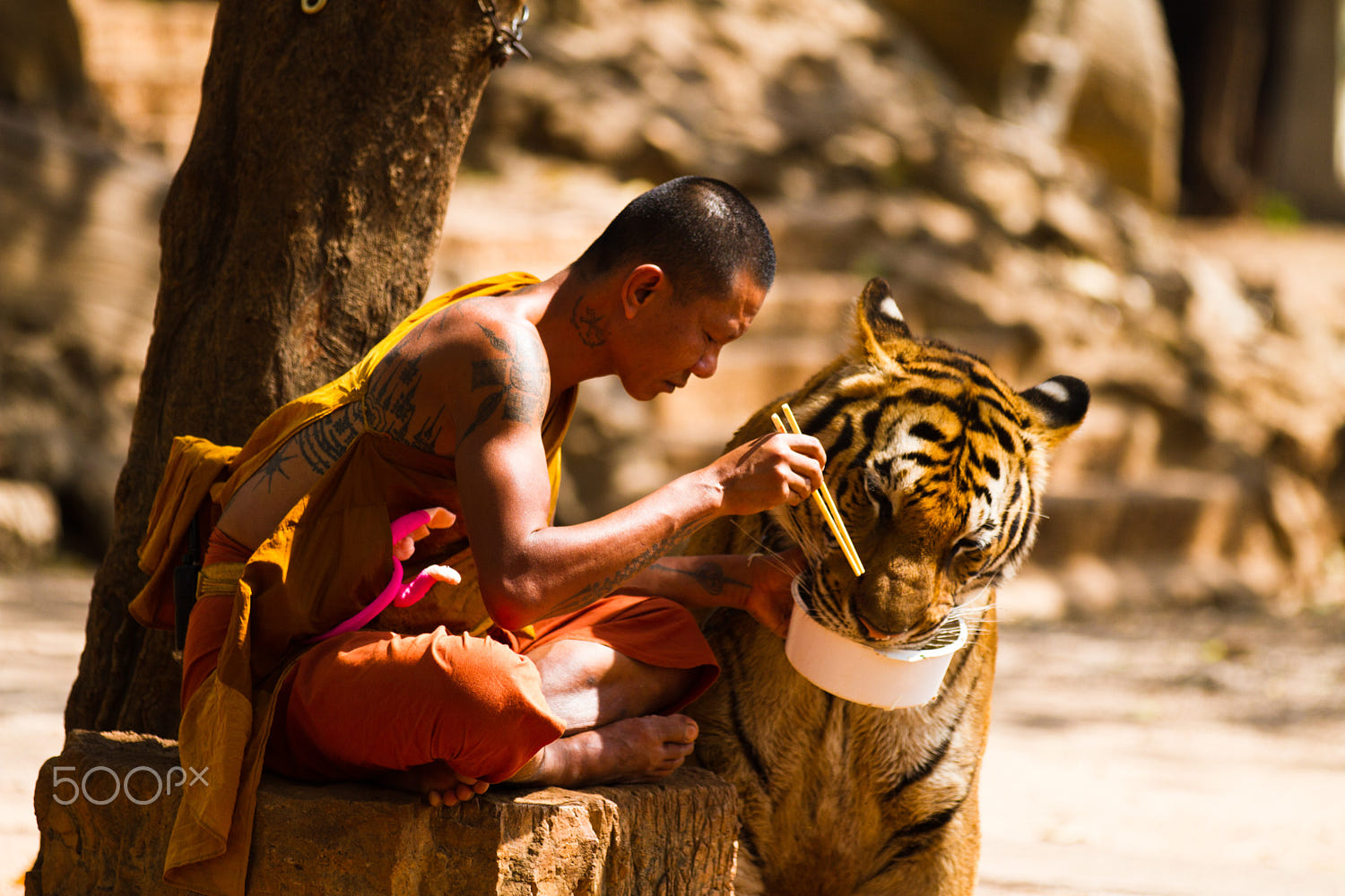 Monk and Tiger sharing their meal. by Wojciech Kalka / 500px