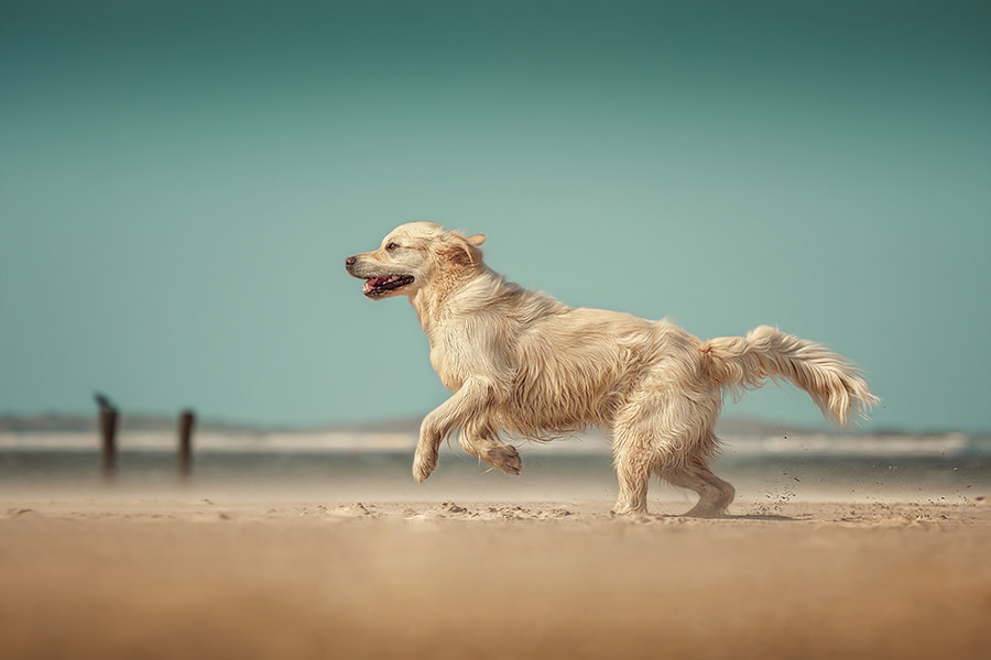 on the beach by Danny Block | 500px