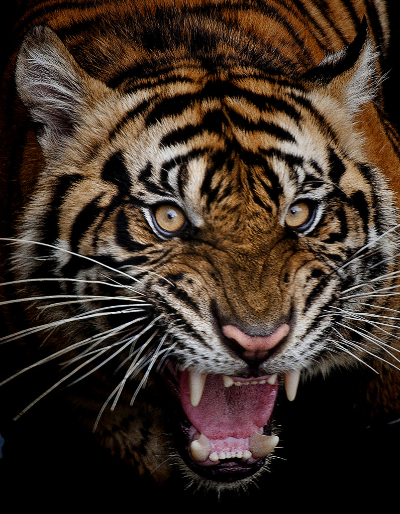 Harimau sumatra by Robert Cinega / 500px