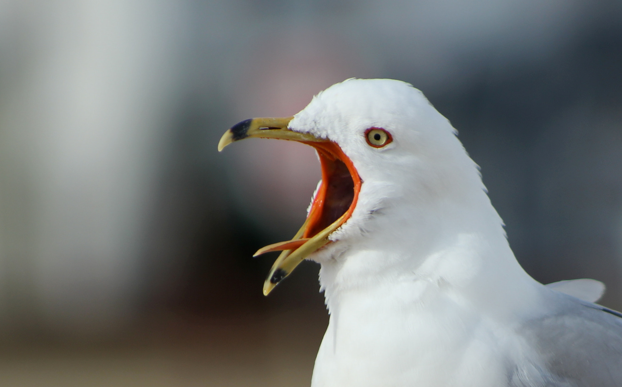 Hungry-Angry Seagull by Aldo Fabián / 500px
