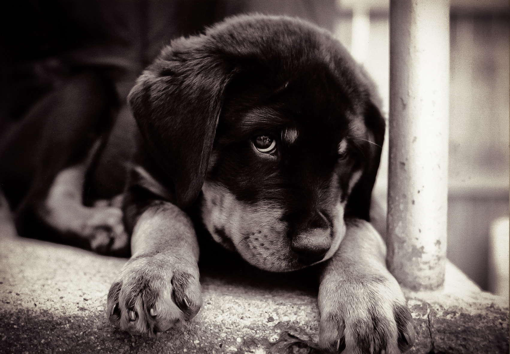 Bo by Jennifer Marie Decio / 500px