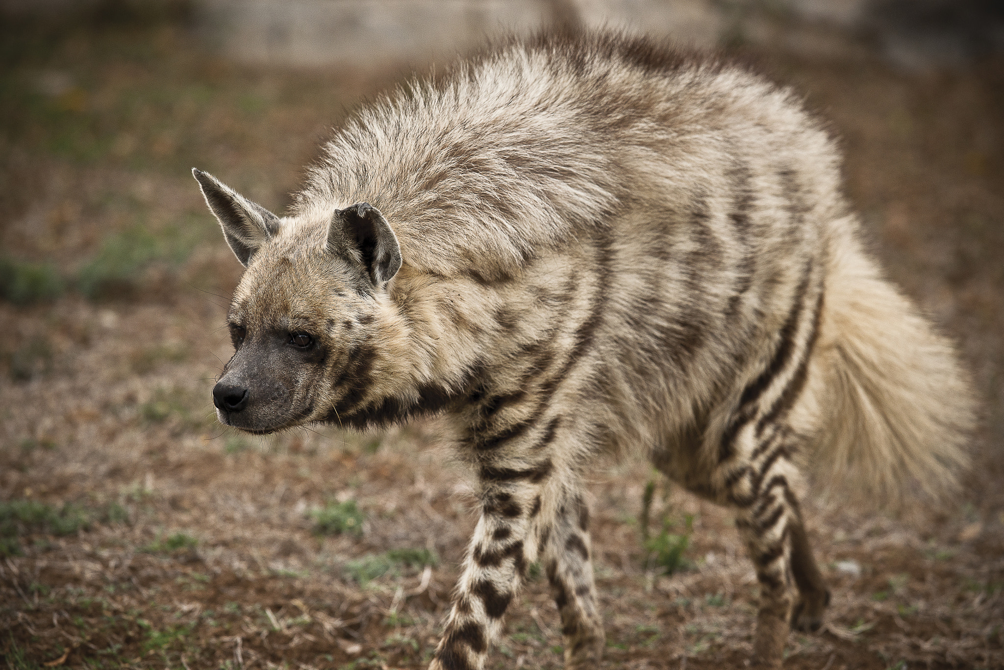 Striped Hiena / Hiena Rayada by Ruben Arrieta - Photo 4703591 / 500px