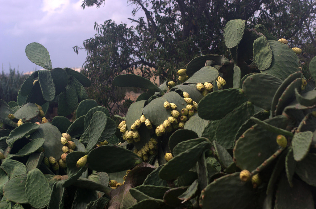 Bajtar tax-xewk by Stephanie Sant / 500px