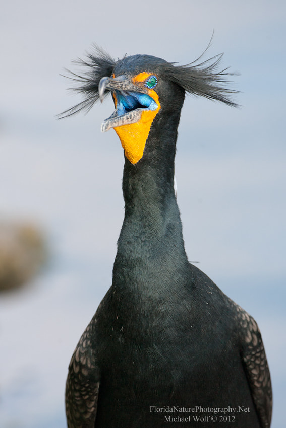 Double Crested Cormorant - Blue Mouth by Michael Wolf - Photo 4721219 ...