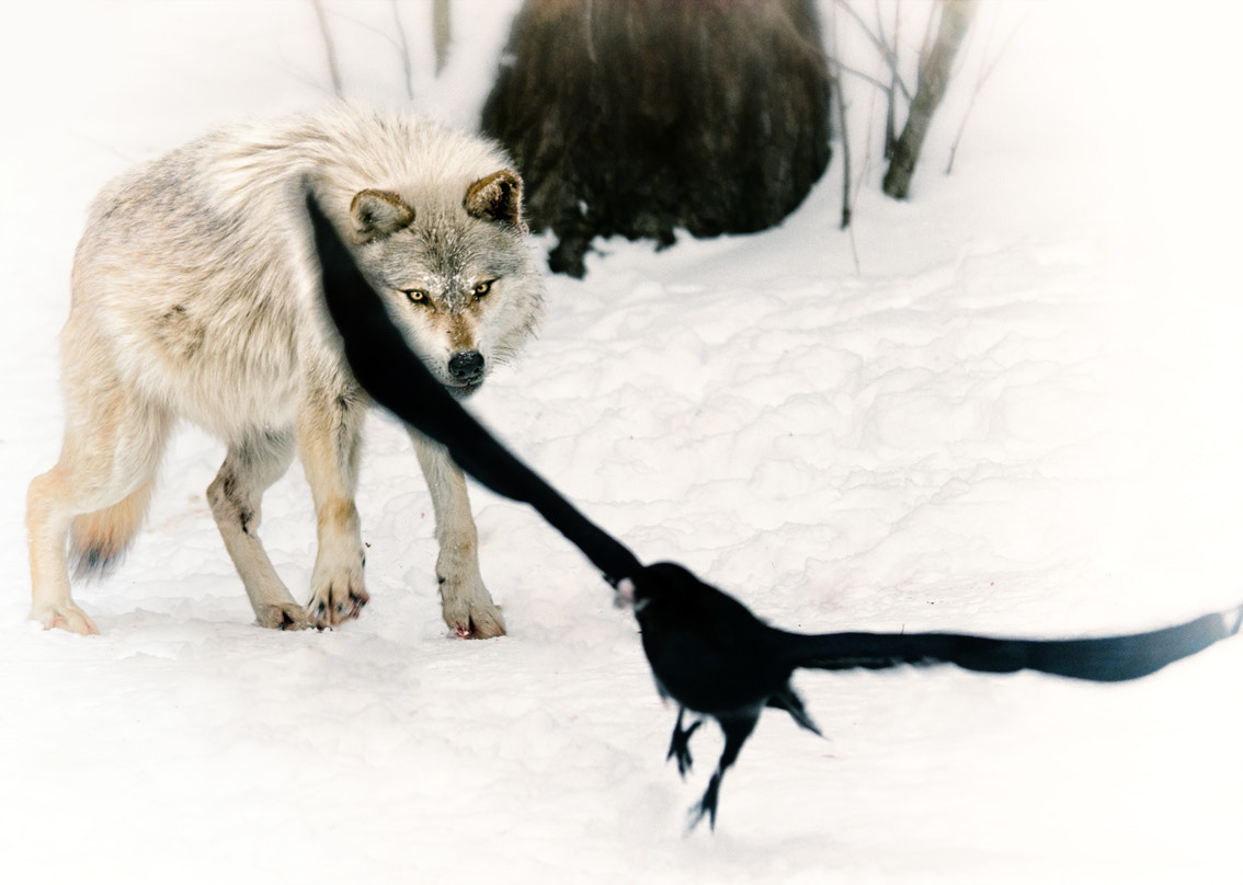 Quoth the Raven by Rene B | 500px