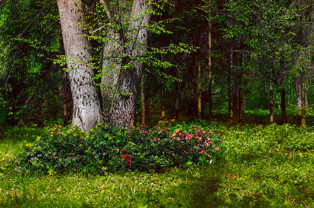 Forest flowerbed by Eugene Shutoff / 500px