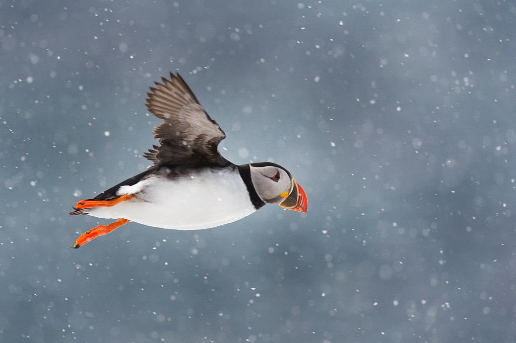 Puffin in snow by Audun Dahl / 500px