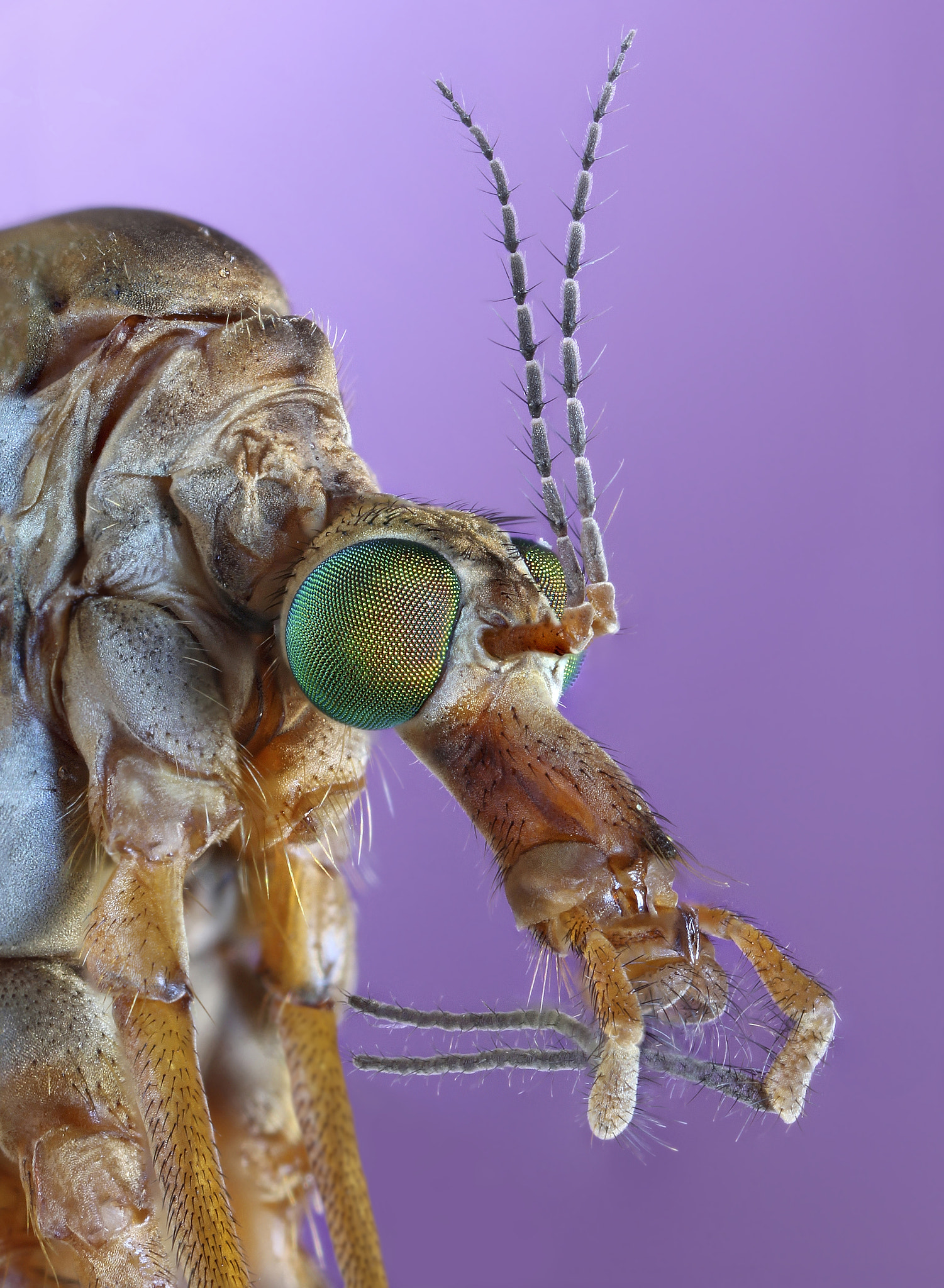 Típula by Dr. Mabuse / 500px