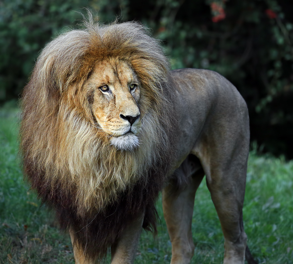 Angola Lion by Klaus Wiese / 500px