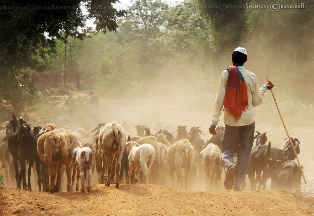 Dhangar The Sheep Keeper Of One Dusty Evening... by Shantanu Kuveskar ...