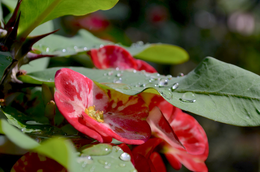 Morning Flower by Pradip Desai / 500px