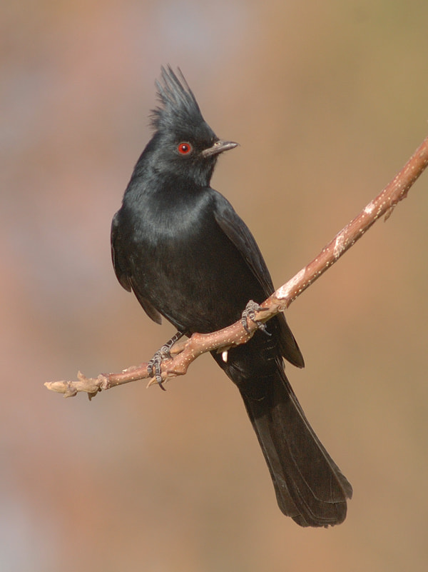 Cardenal Negro by Luis Jaime Leal - Photo 4906933 / 500px Cardenal Negro by Luis Jaime Leal - Photo 4906933 / 500px