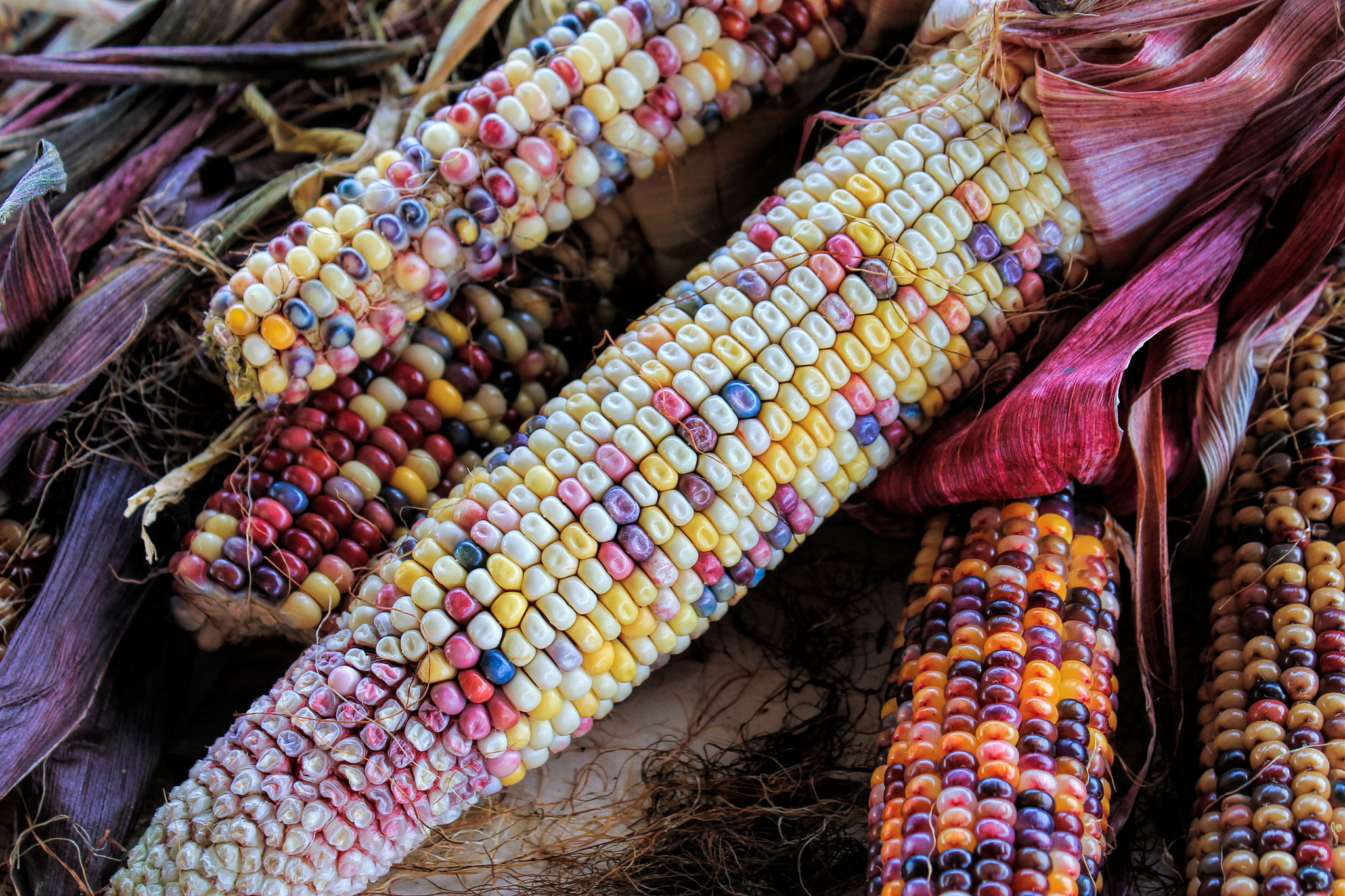 Fall Corn by Jennifer Williams / 500px