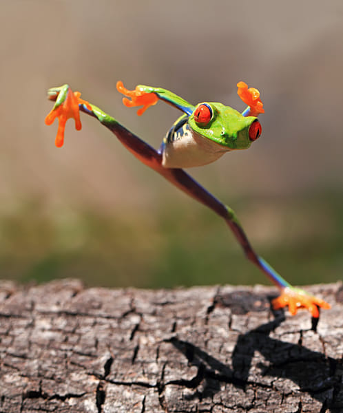 kungfu frog by shikhei goh | 500px