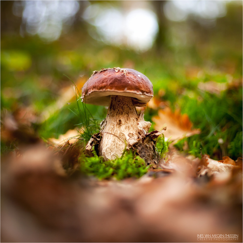 The one... by Ines van Megen-Thijssen / 500px
