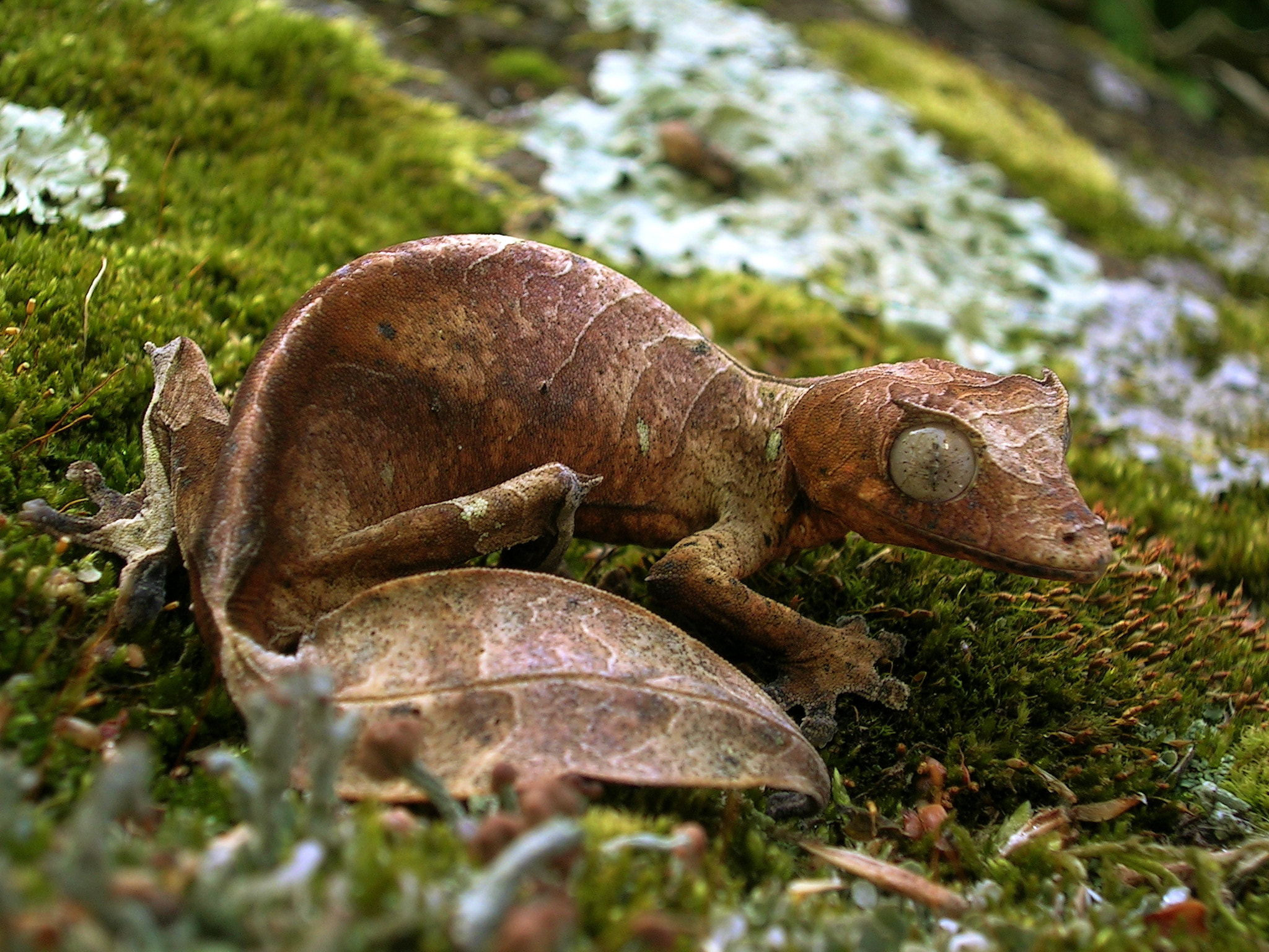 Satanic Leaf-Tailed Gecko by Mike Martin / 500px