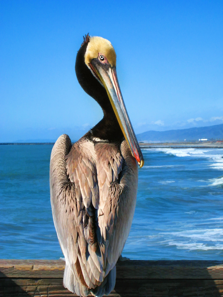 Pelican Pete by Brenda Bryson / 500px